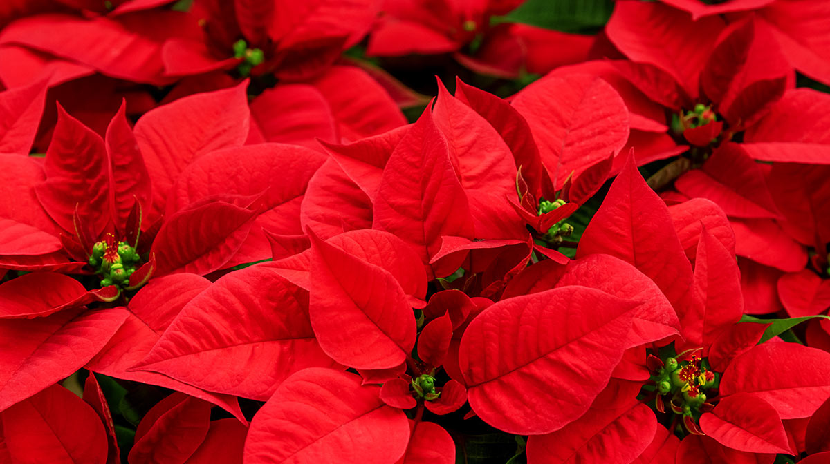 Flor nochebuena: cómo abonarla para que florezca hermoso muy pronto