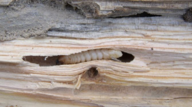 Cómo identificar la carcoma antes de que acabe con tus muebles