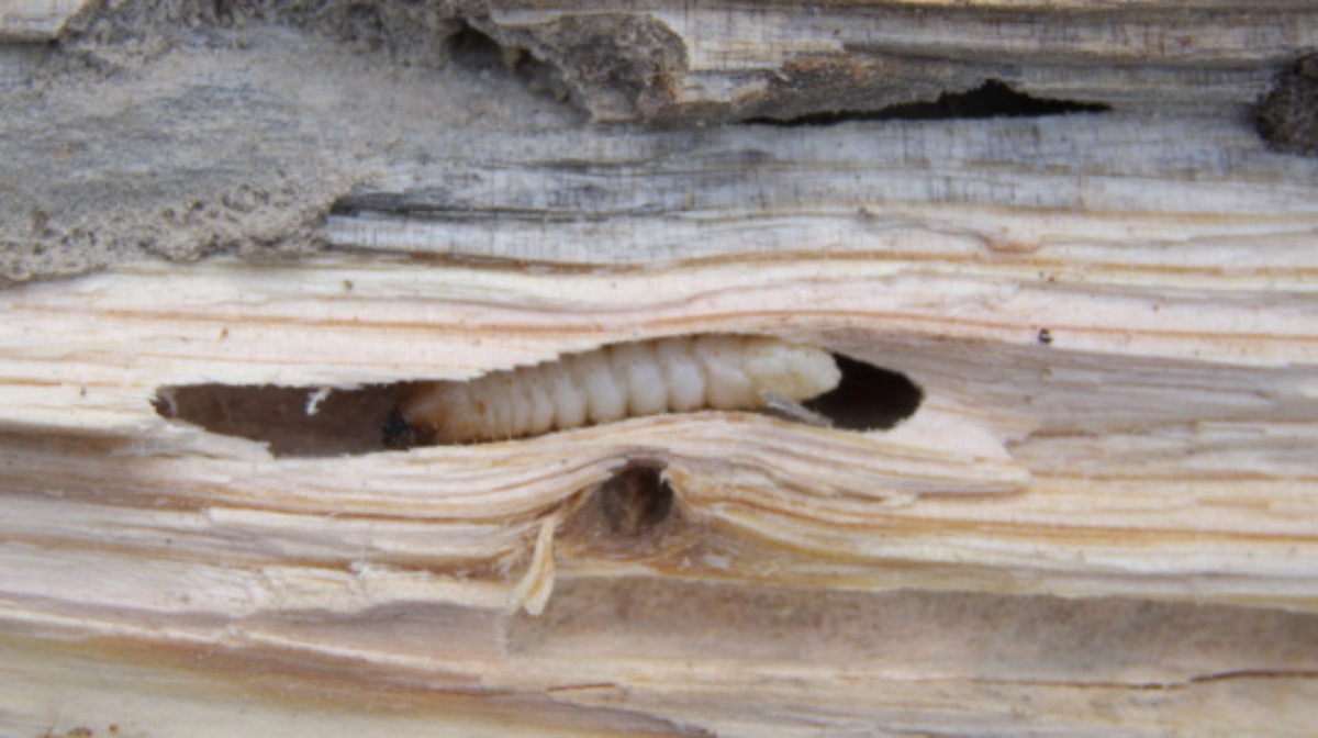 Cómo identificar la carcoma antes de que acabe con tus muebles