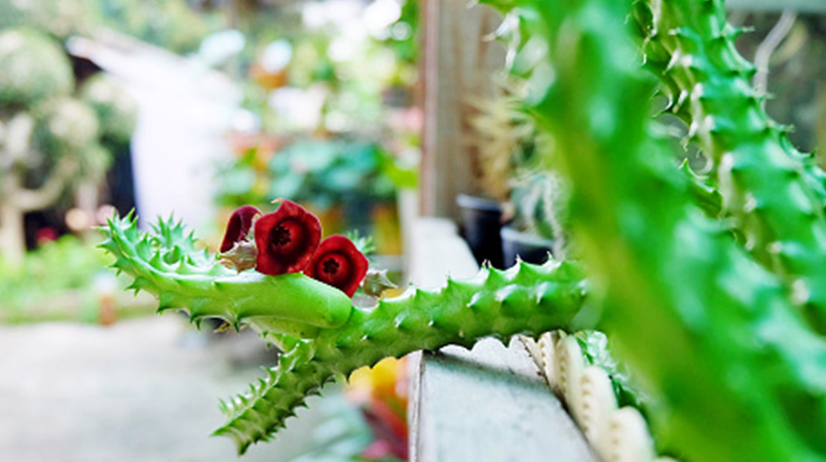 Cactus huernia Scheneideriana o El Ojo de Dragón: conoce sus cuidados