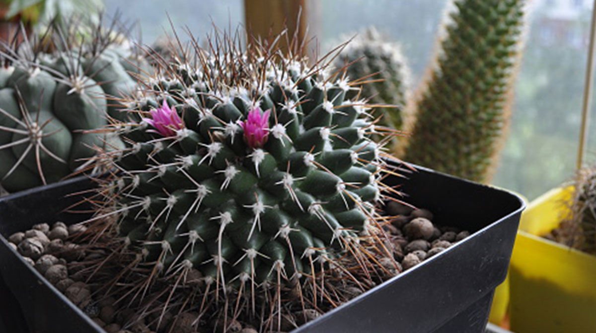 Cactus mammillaria: conoce todos sus cuidados para que florezca