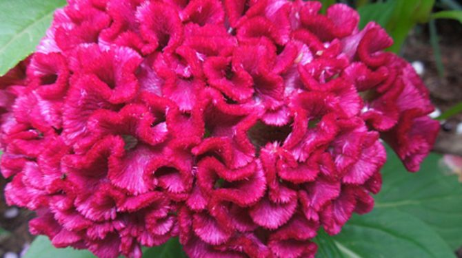 Flor de terciopelo: conoce su significado en la ofrenda de Día de muertos
