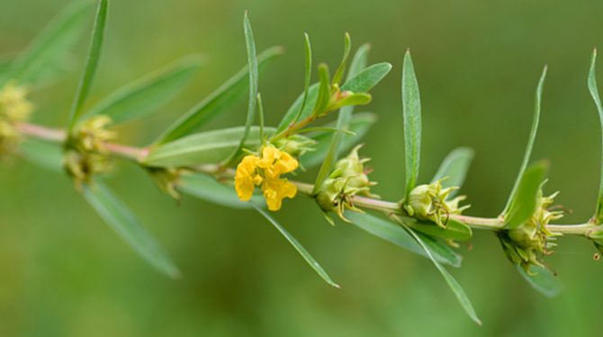 Hierba de San Francisco: conoce sus poderosas propiedades diuréticas