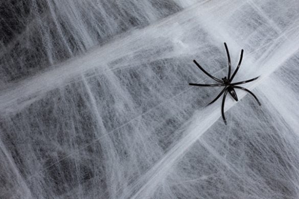 Telarañas de Halloween: evita colocarlas en tus plantas y el resto del ...