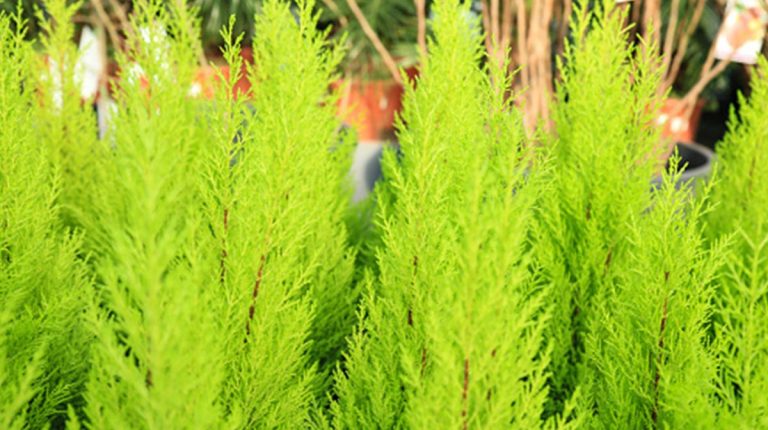 Cedro limón: aprende a cuidar este hermoso arbolito