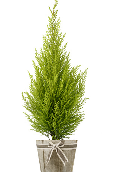 Cedro limón: aprende a cuidar este hermoso arbolito