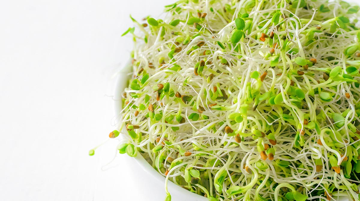 Germinados: una gran opción para mejorar tu rendimiento físico y mental