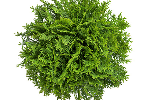 Pino enano: estos son sus cuidados para que te dure mucho tiempo