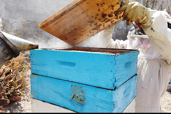 Miel de mezquite: conoce todos sus beneficios para tu salud